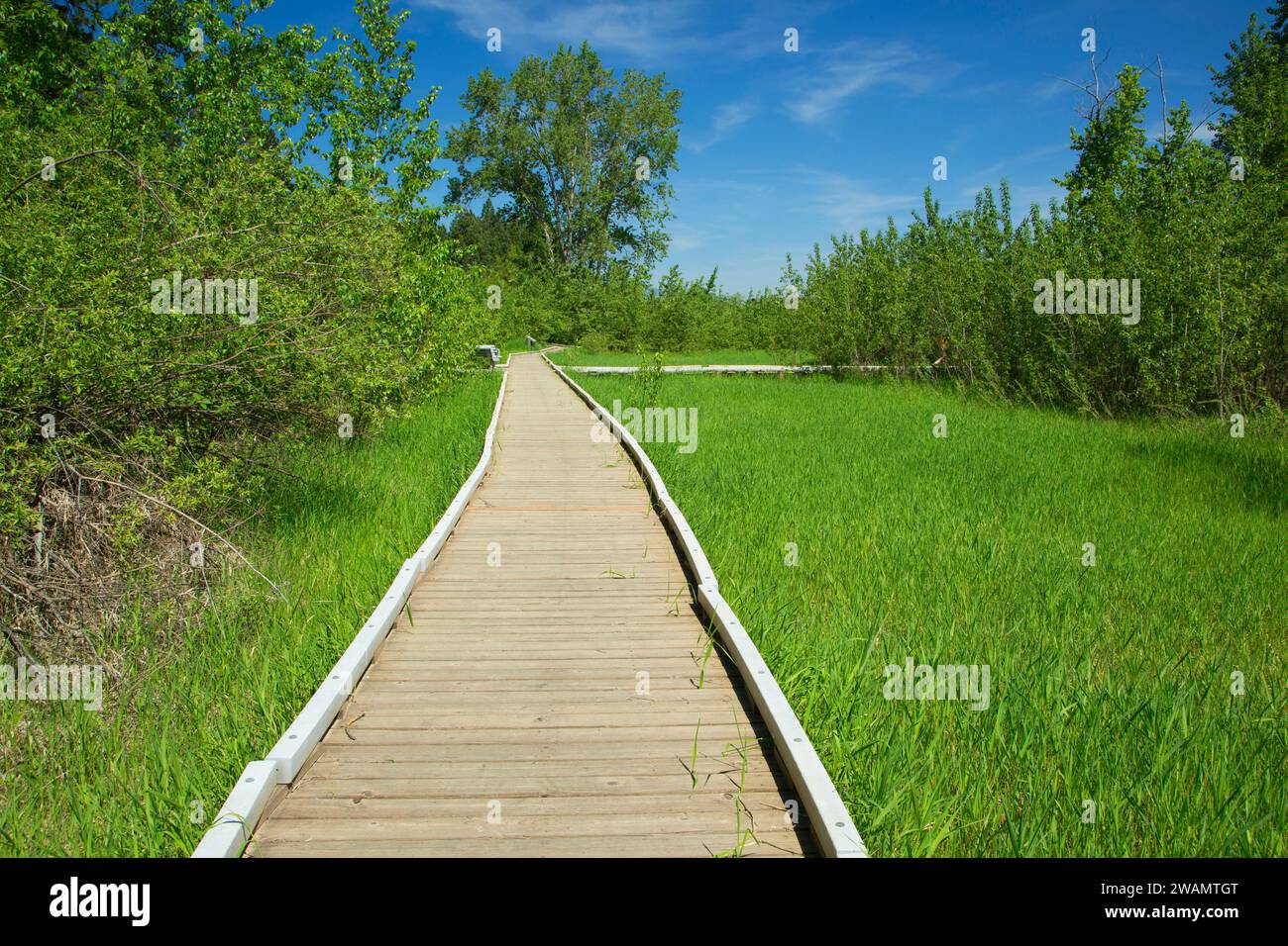 Wetland Trail boardwalk, Blackwell Island Recreation Site, Idaho Stock ...
