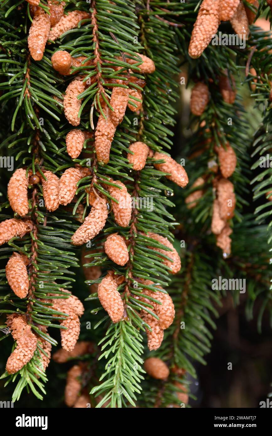 Conifer tree branches hi-res stock photography and images - Alamy
