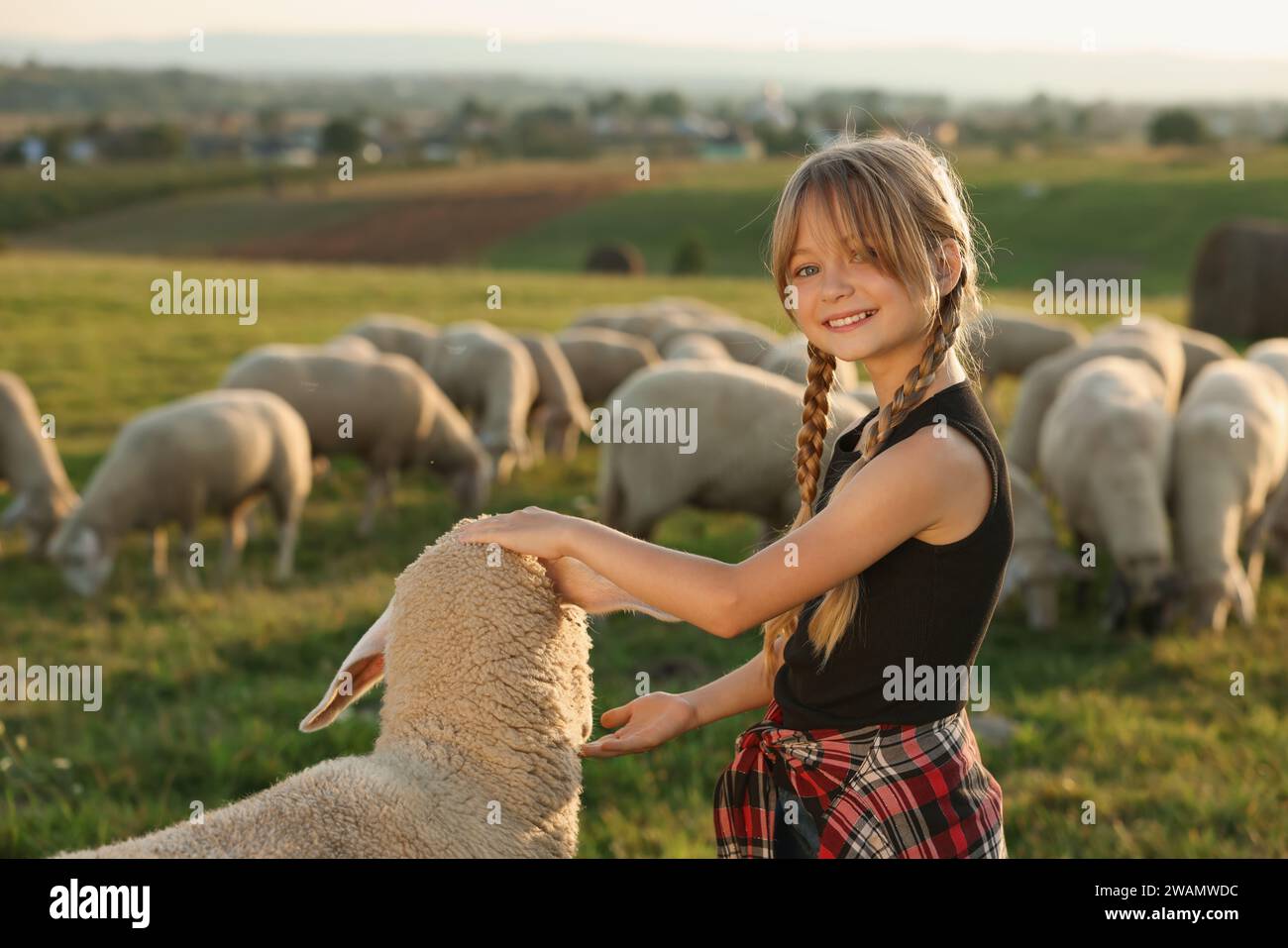 Girl feeding sheep on pasture. Farm animals Stock Photo - Alamy