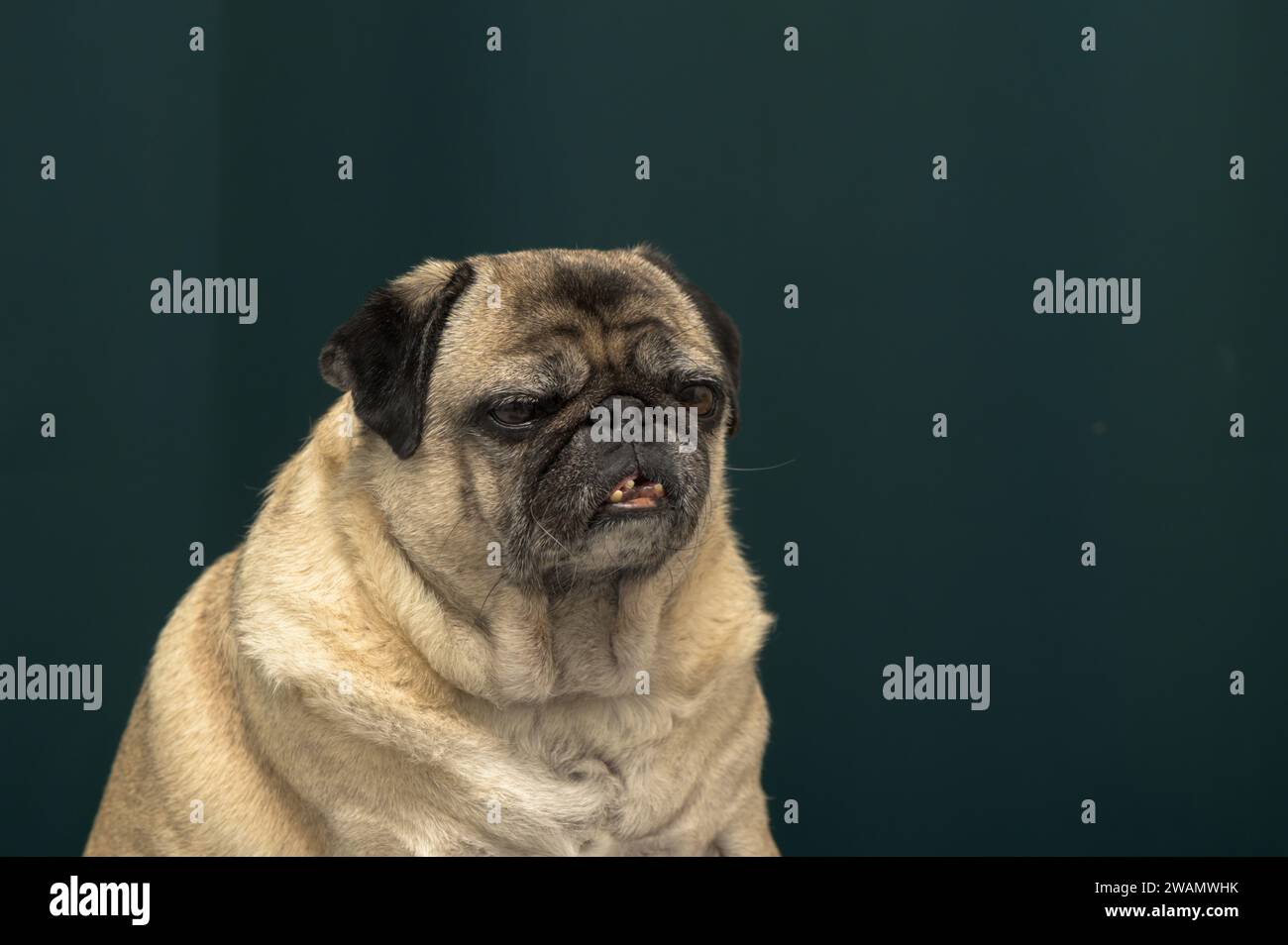 old pug portrait tna dark green background Stock Photo - Alamy