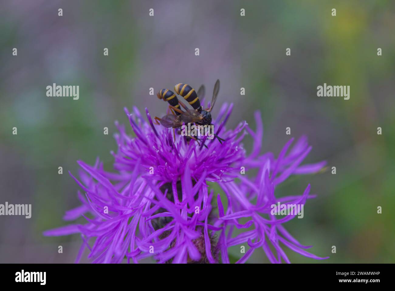 A pair of conopid flies (Conops quadrifasciatus) seen in tandem, the ...