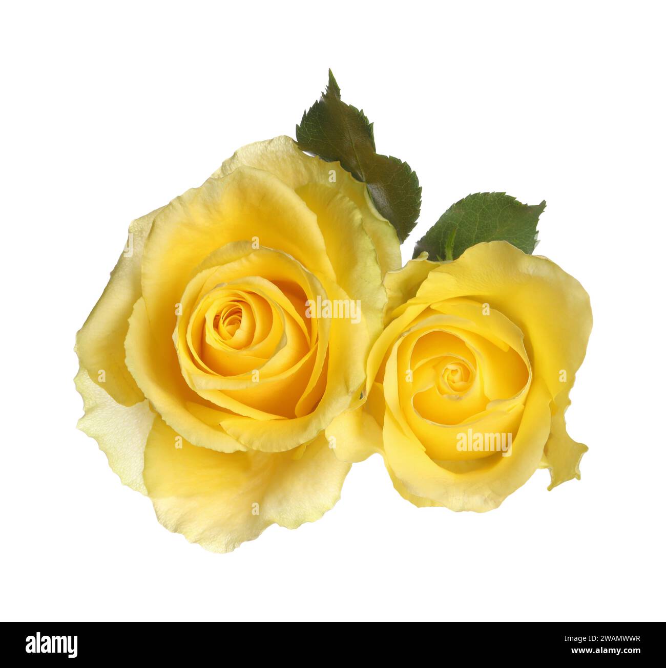 Beautiful fresh yellow roses with leaves isolated on white Stock Photo ...