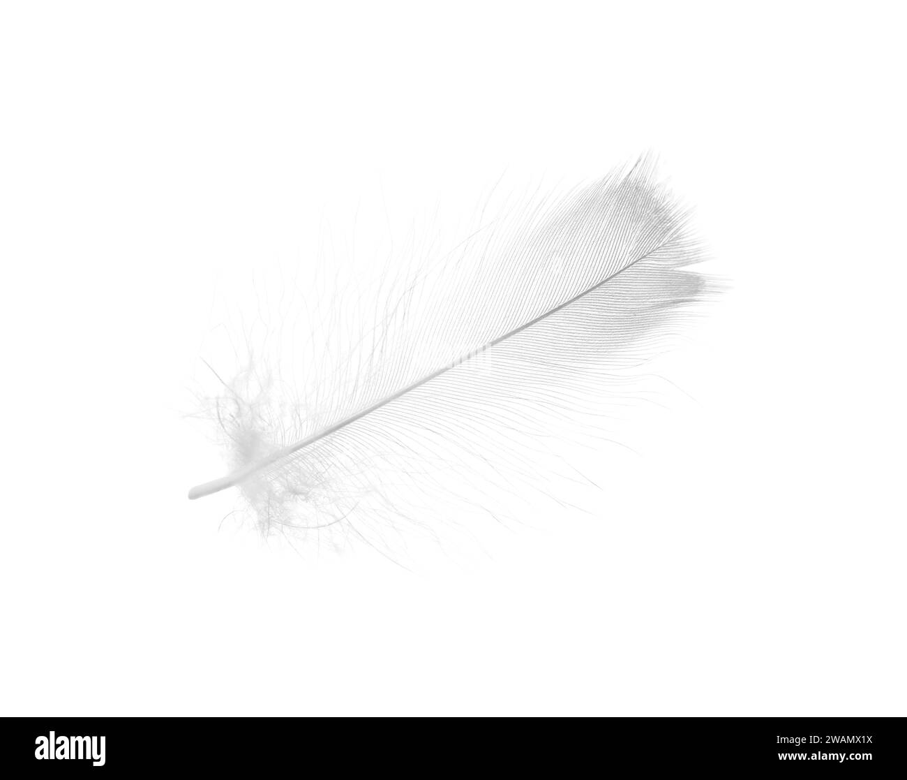 Beautiful fluffy bird feather isolated on white Stock Photo - Alamy