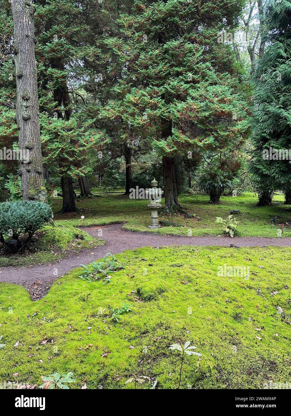 Stone lantern, bright moss and other plants near pathway in Japanese ...