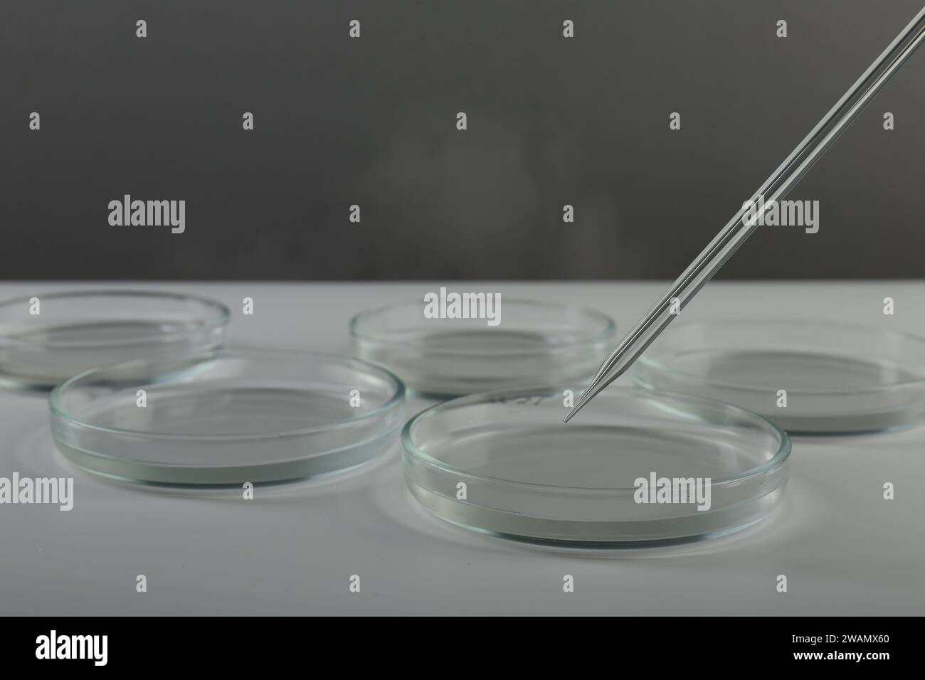 Pipette over petri dish on light table against grey background Stock ...