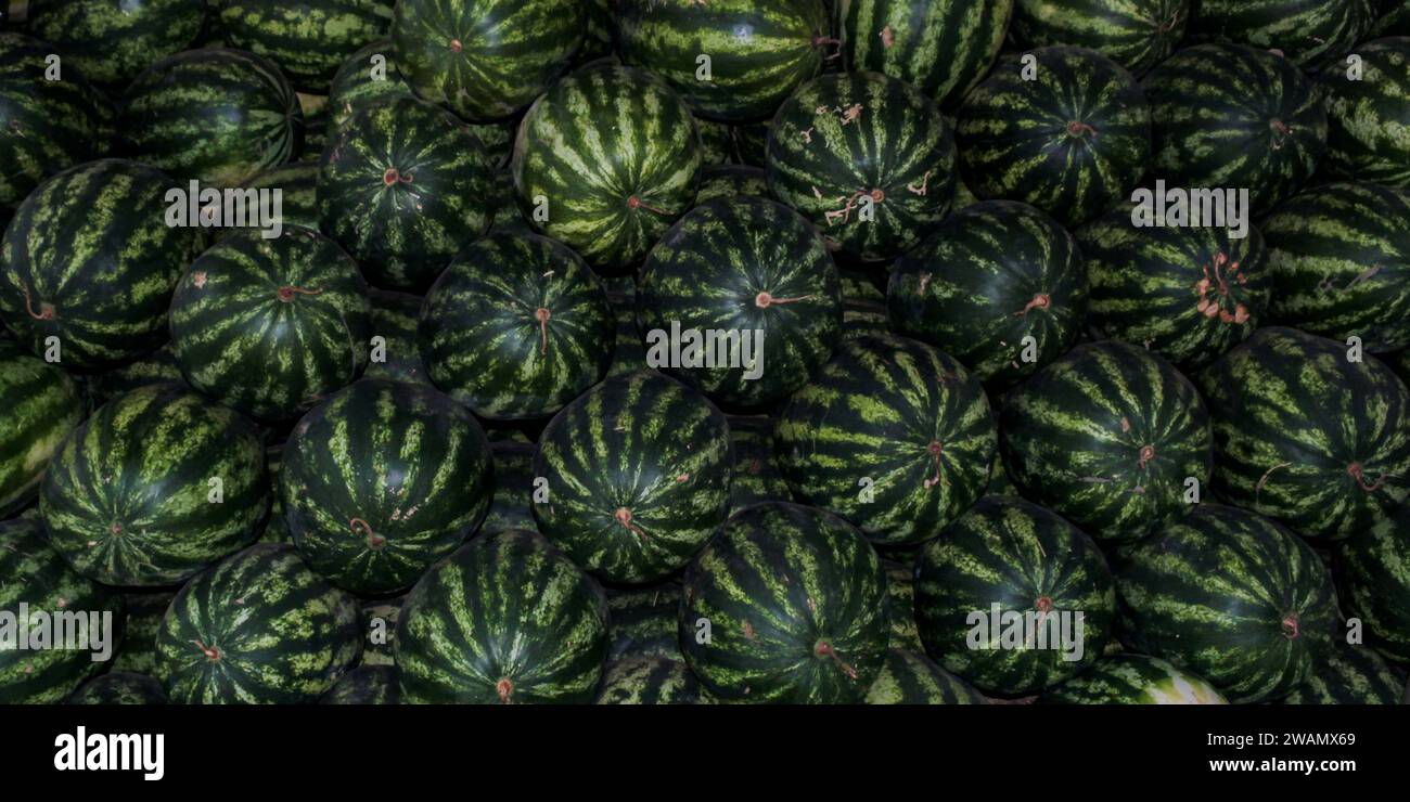 Various watermelons, fruits of a creeping vine, from the Cucurbitaceae ...