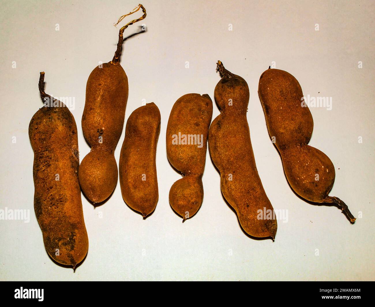 Tambarino hi-res stock photography and images - Alamy