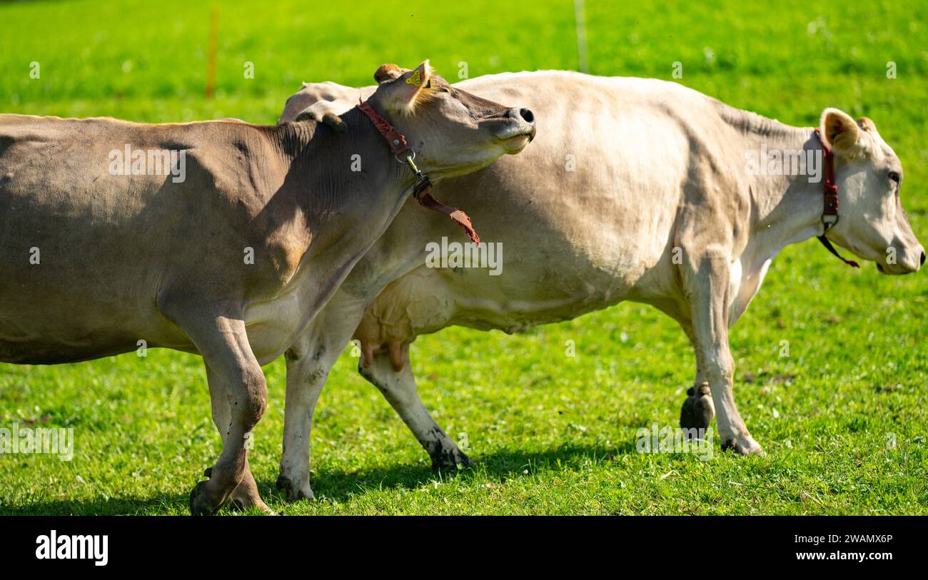 Beefmaster cow hi-res stock photography and images - Alamy