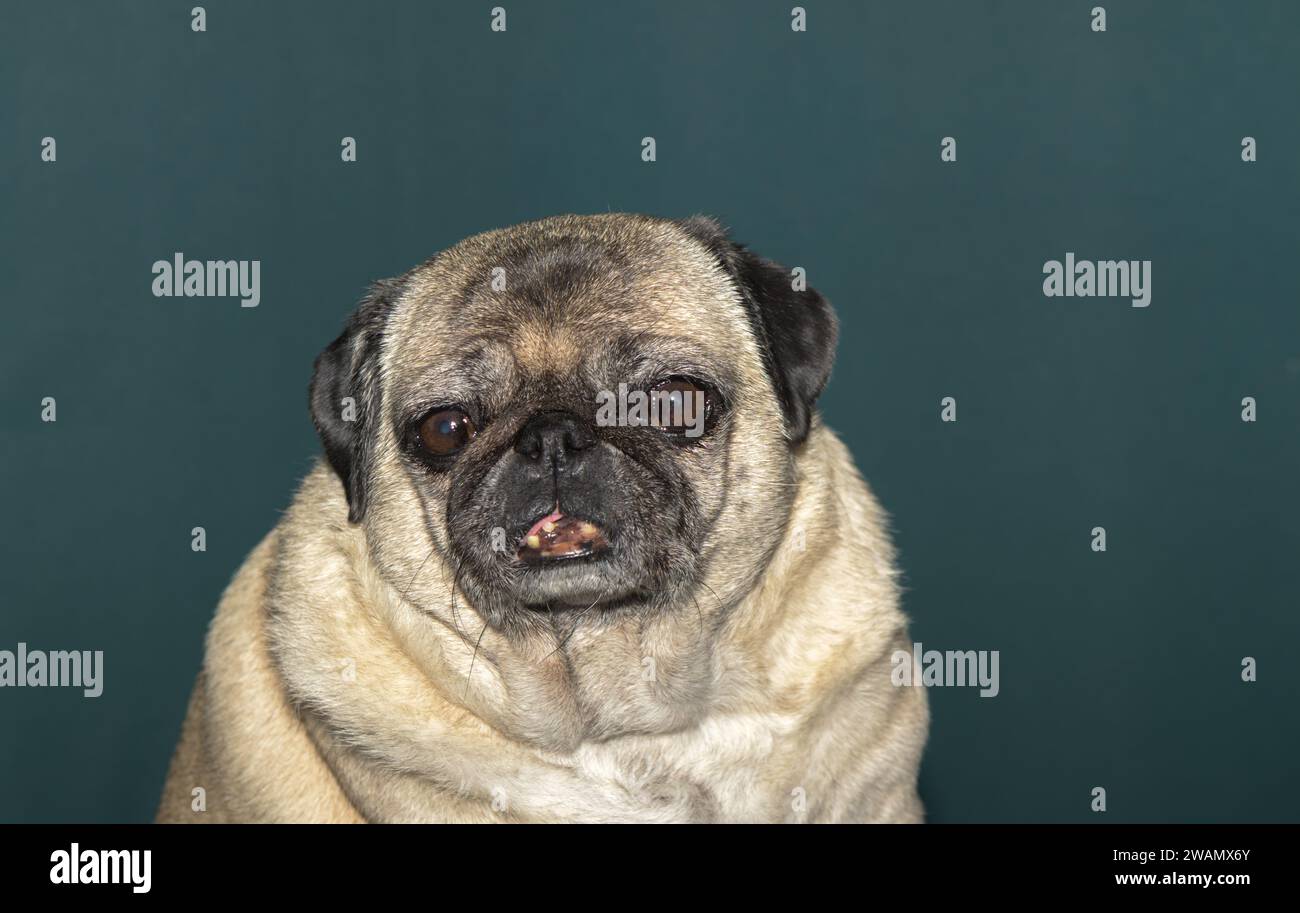 old pug portrait tna dark green background 3 Stock Photo - Alamy