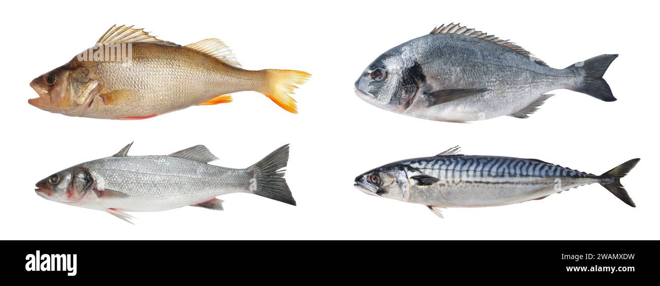 Different types of raw fish isolated on white, set Stock Photo - Alamy