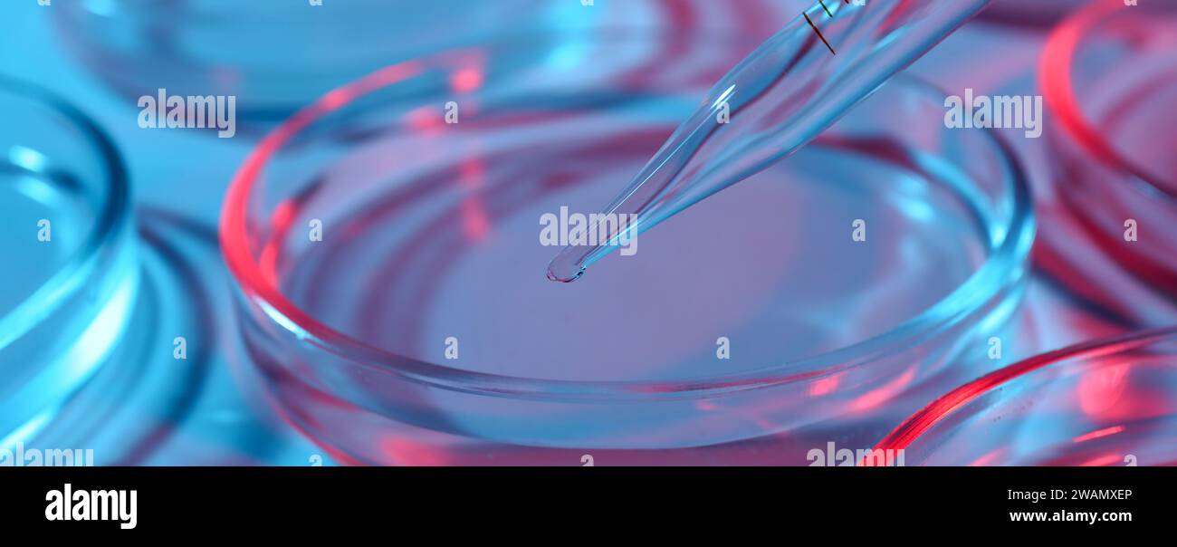 Laboratory analysis. Dripping liquid from pipette into Petri dish on ...