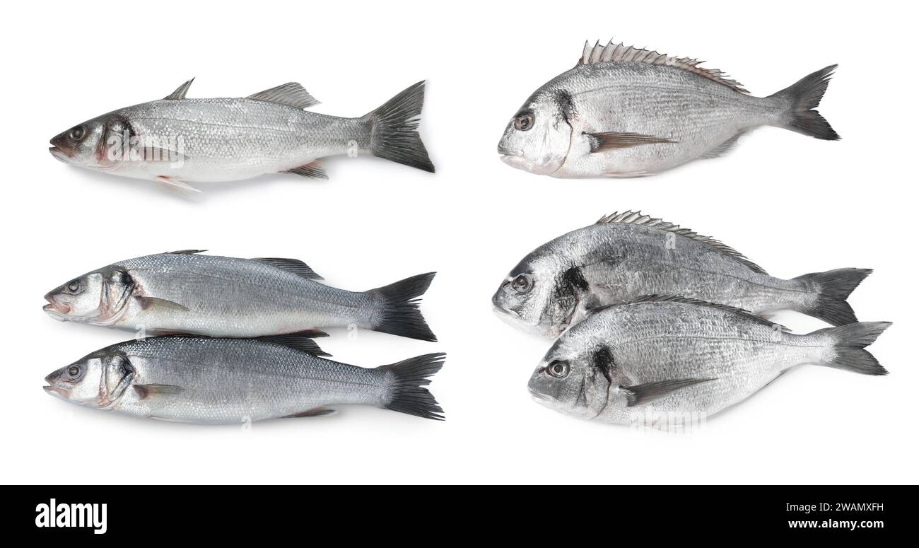 Different types of raw fish isolated on white, set Stock Photo - Alamy