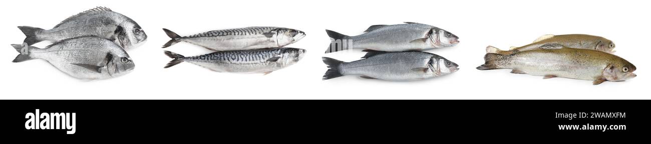 Different types of raw fish isolated on white, set Stock Photo - Alamy