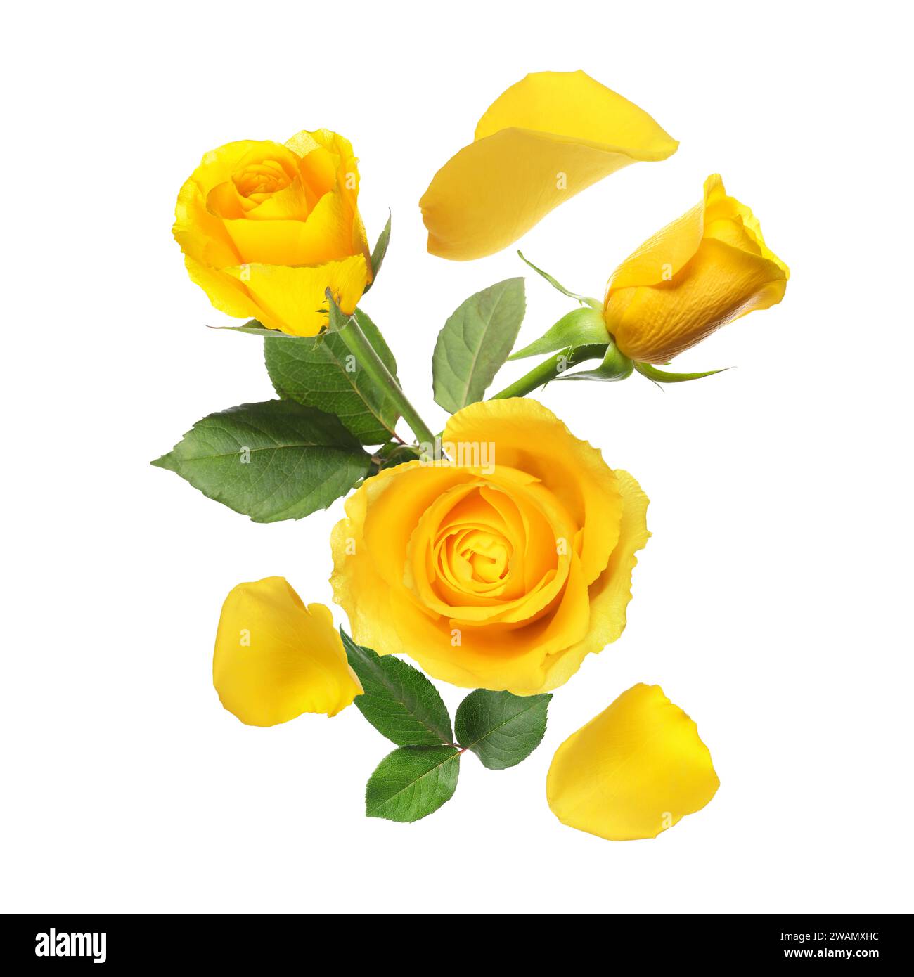Beautiful yellow roses and green leaves in air on white background ...