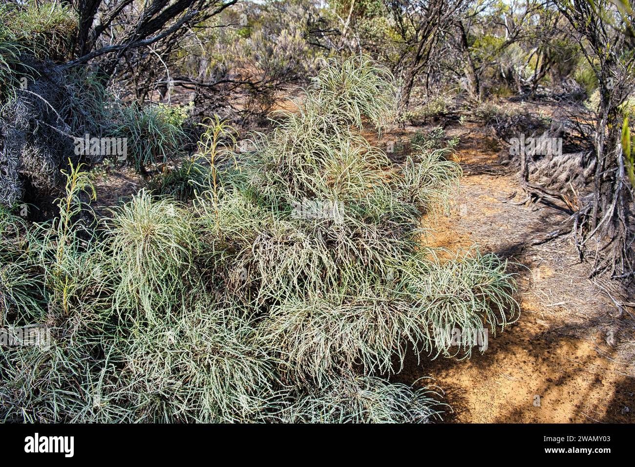 Dryandra hi-res stock photography and images - Alamy