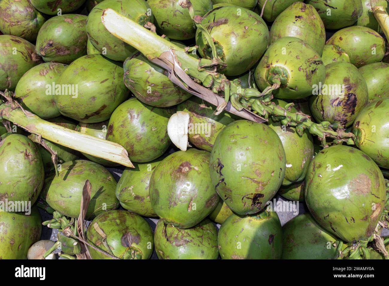 Many coconuts, fruit of the coconut tree, palm tree of the Arecaceae ...