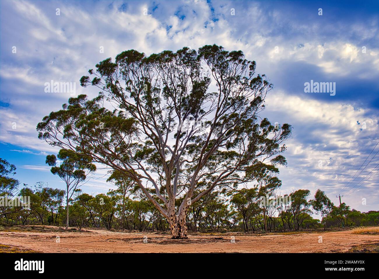 Majestic salmon gum (Eucalyptus salmonophloia), endemic in the ...