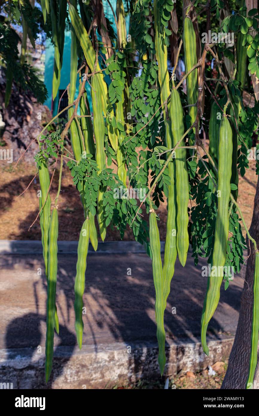 Various fruits and leaves on the Moringa plant itself, scientifically ...