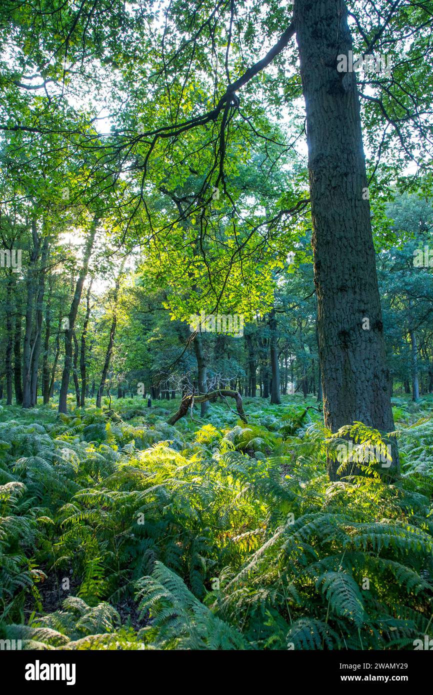Diersfordter Wald, in the Hohe Mark Westmünsterland Nature Park, forest ...
