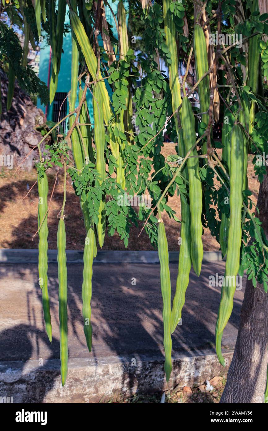 Various fruits and leaves of the Moringa plant, with a blurred ...