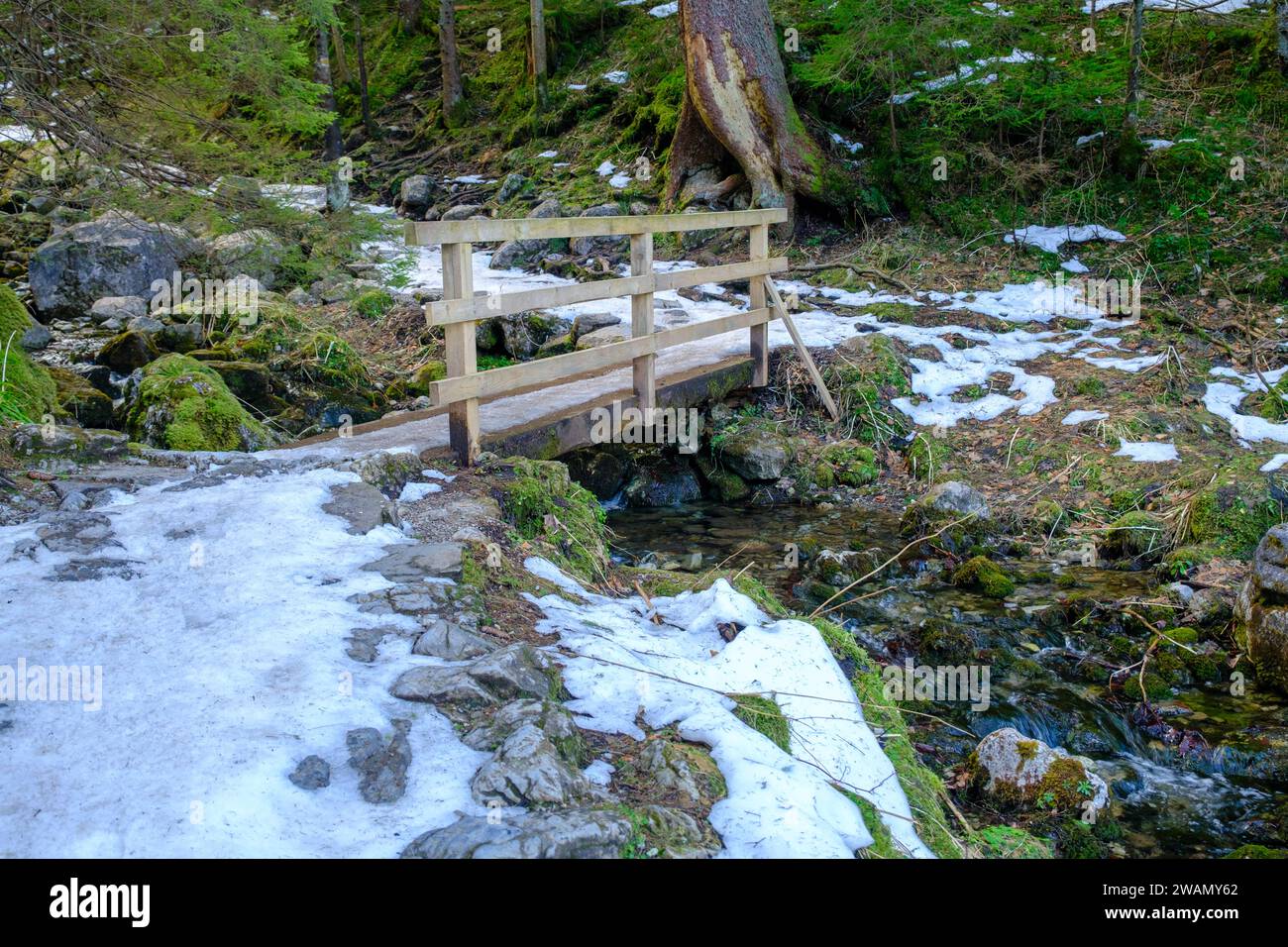 Wooden bridge over the wild mountain river in coniferous forest in ...
