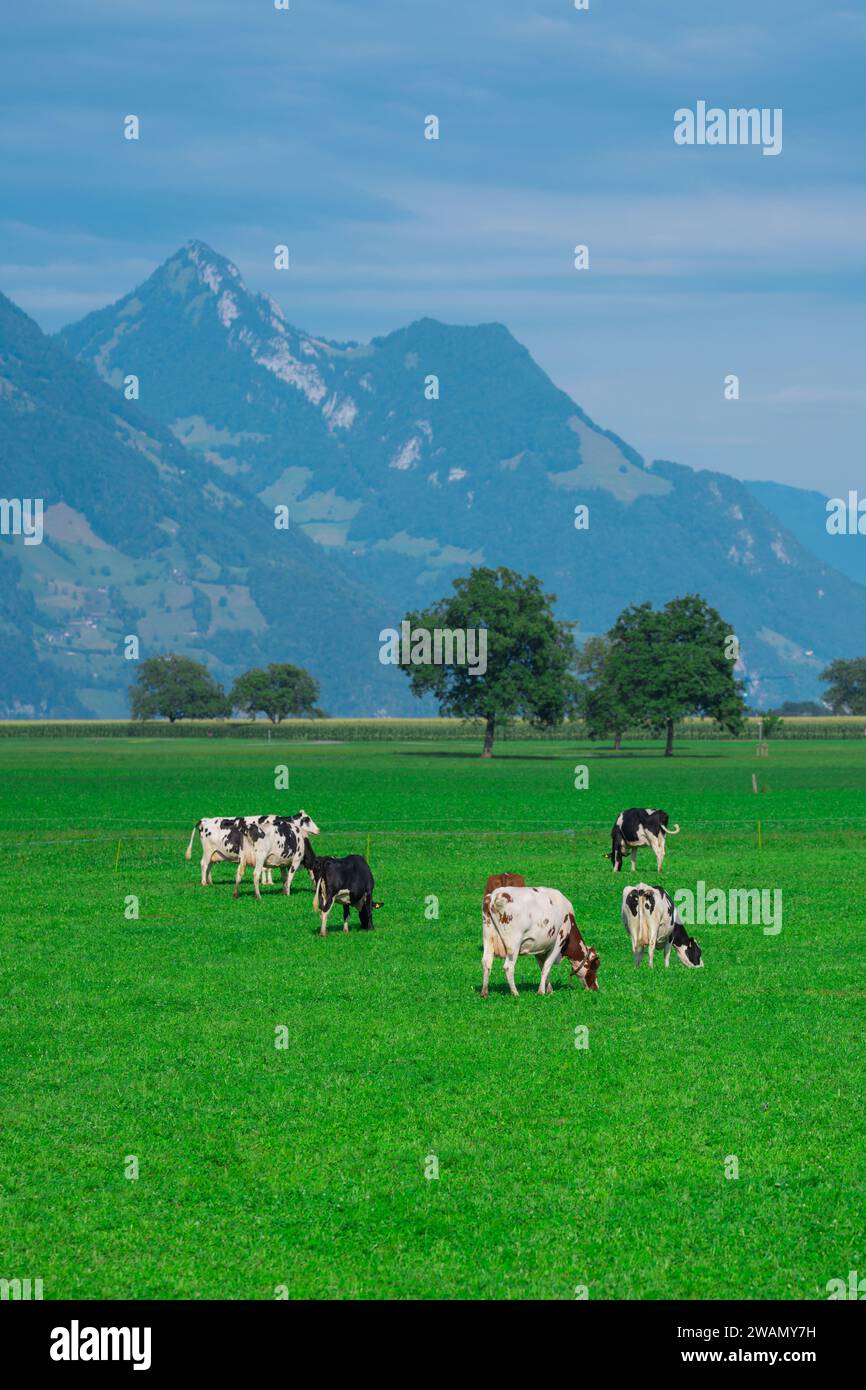 Cow on lawn. Cow grazing on green meadow. Holstein cow. Eco farming ...