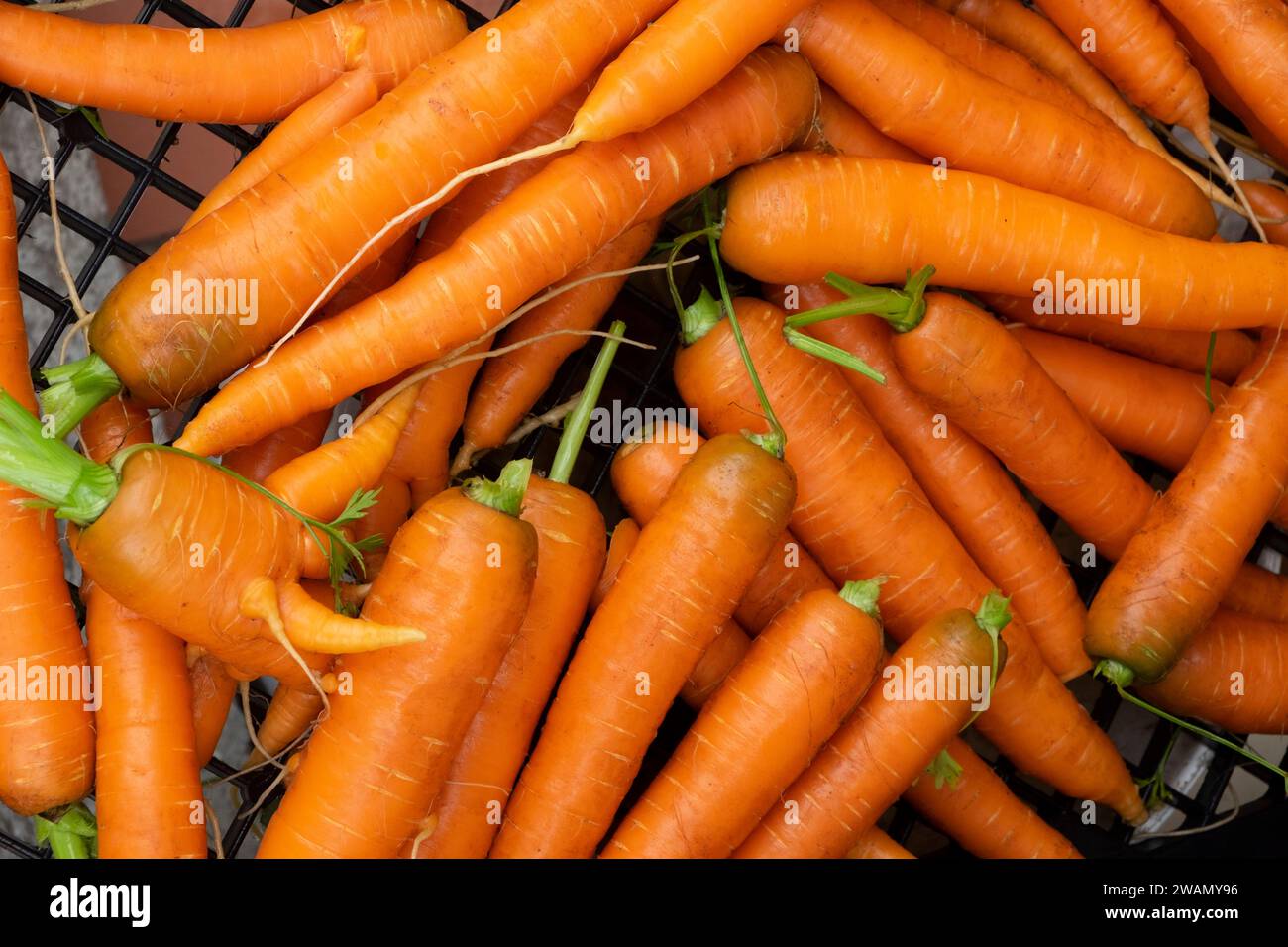 Freshly washed vegetables ready hi-res stock photography and images - Alamy