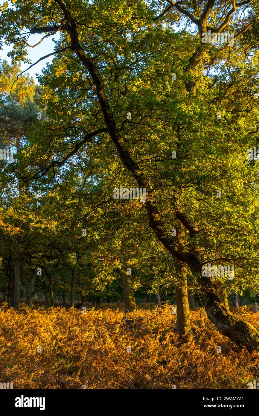 Diersfordter Wald, in the Hohe Mark Westmünsterland Nature Park, forest ...