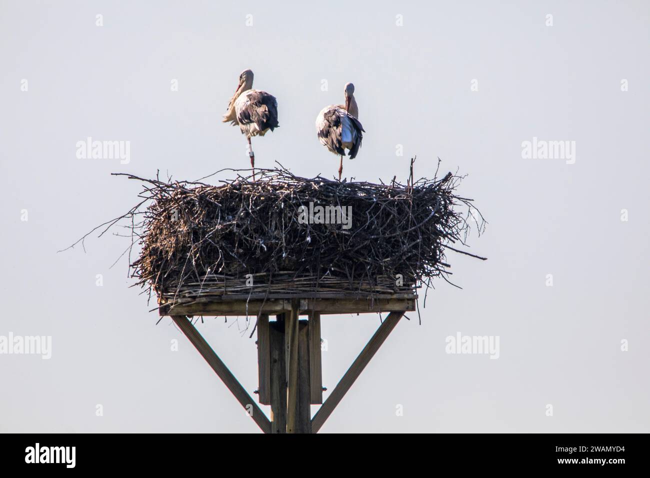 Stork nest, storks in the Stever floodplain, near Olfen, river Stever ...