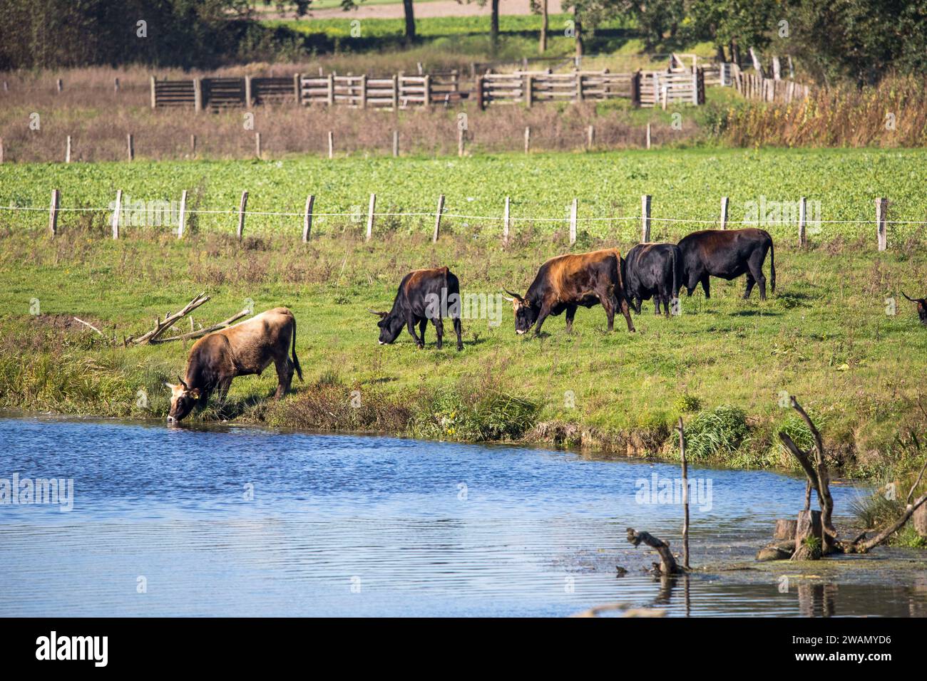 Cattle grazing in the Stever floodplains, near Olfen, River Stever ...