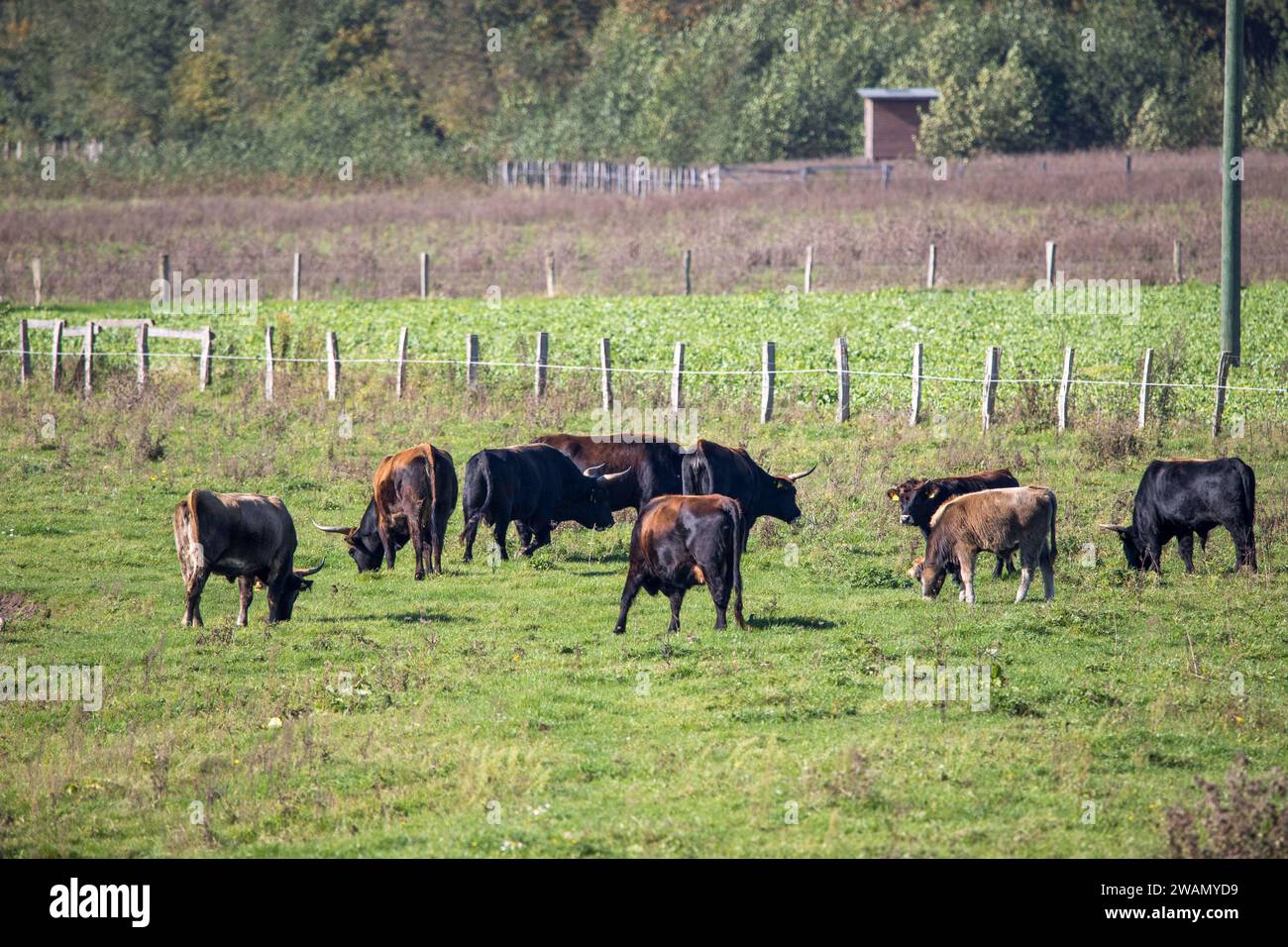 Cattle grazing in the Stever floodplains, near Olfen, River Stever ...