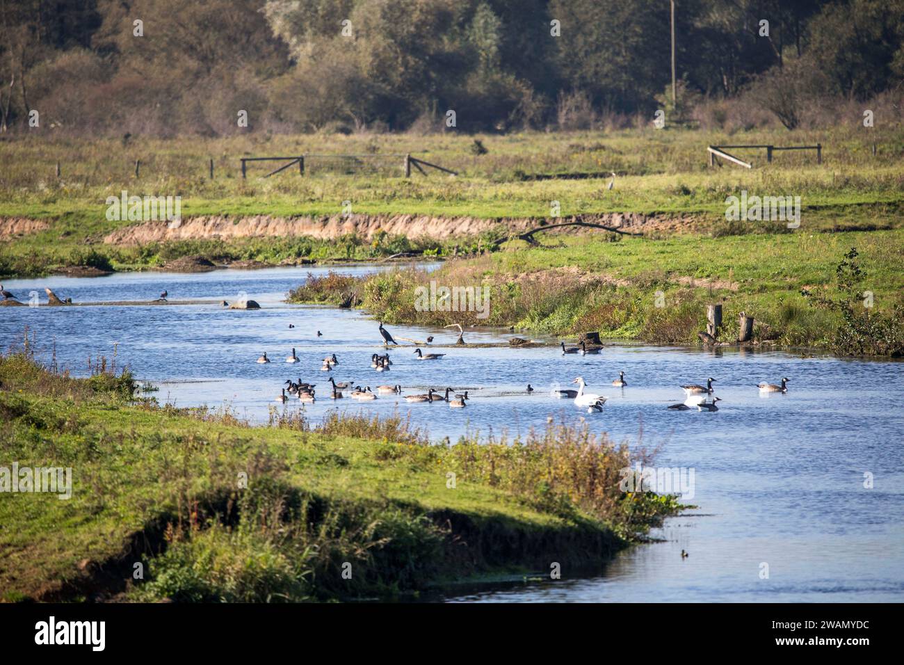 The Stever floodplain, near Olfen, River Stever, nature reserve, NRW ...