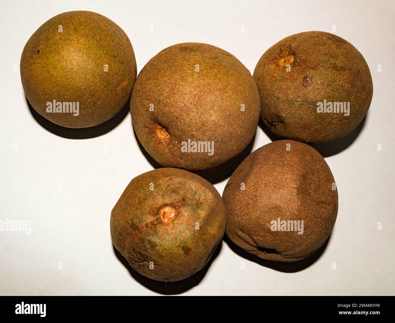 Various Sapoti fruits, whose scientific name is Manilkara zapota ...