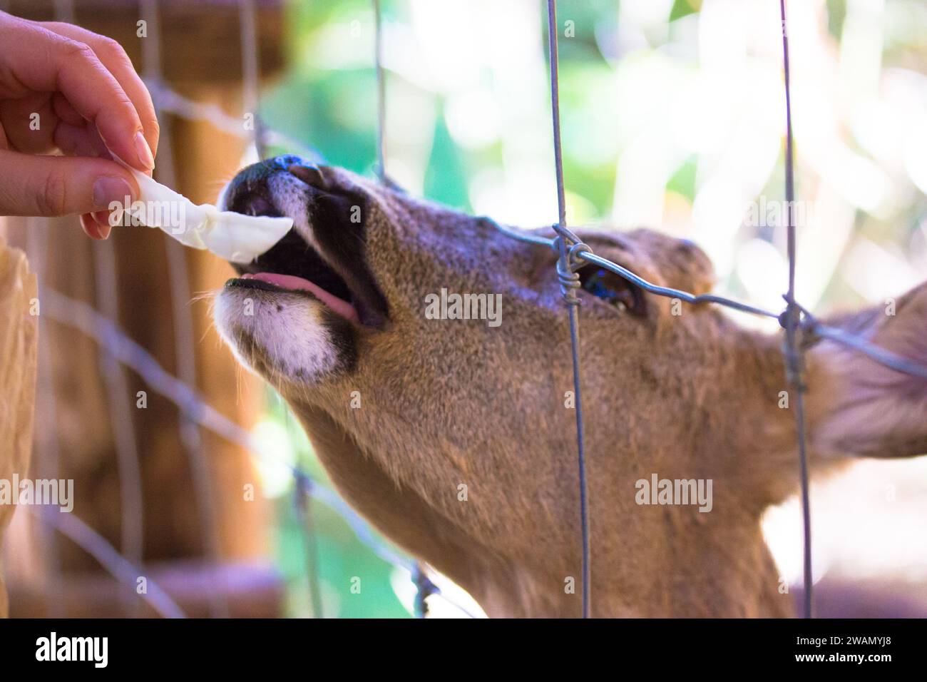 Roe deer (capreolus) in a cage, an iron net. Human feeds hornless deer ...