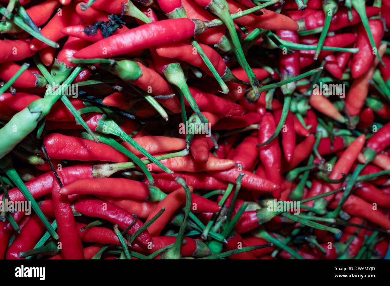 Capsicum frutescens malagueta hi-res stock photography and images - Alamy