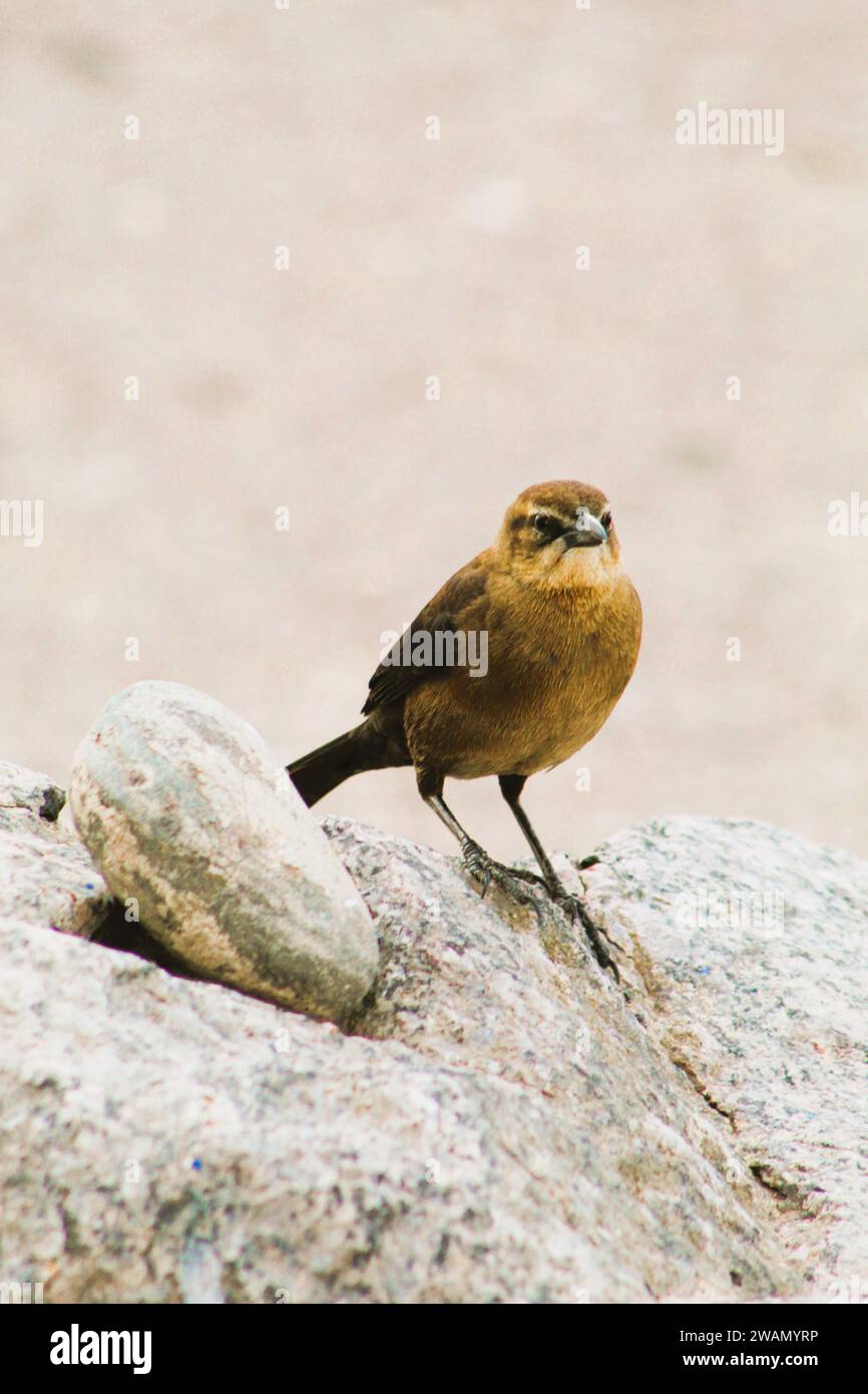 Individual female black bird at the Colorado River, Arizona Stock Photo ...