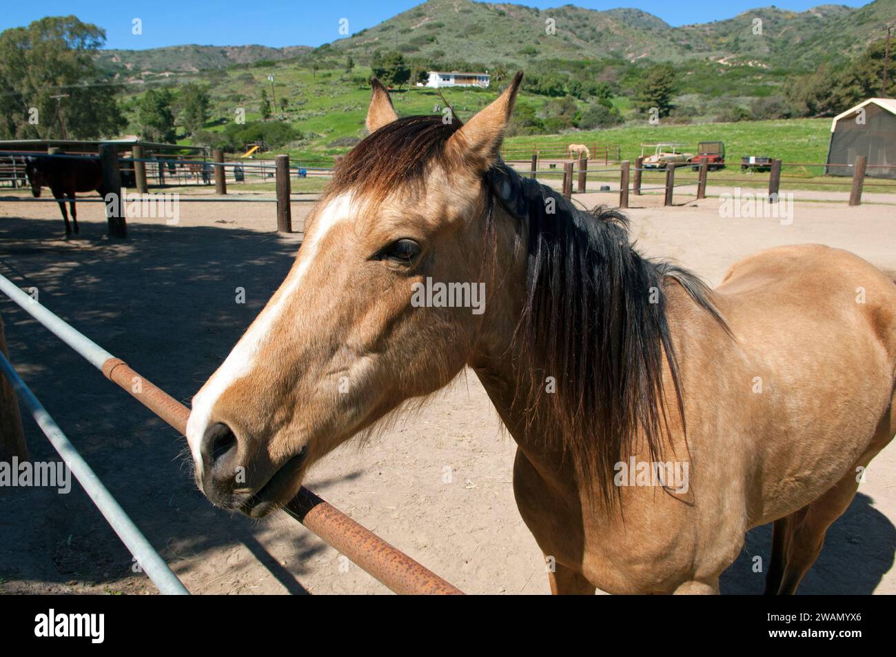 Horse ranch, Catalina Island, California, USA Stock Photo - Alamy