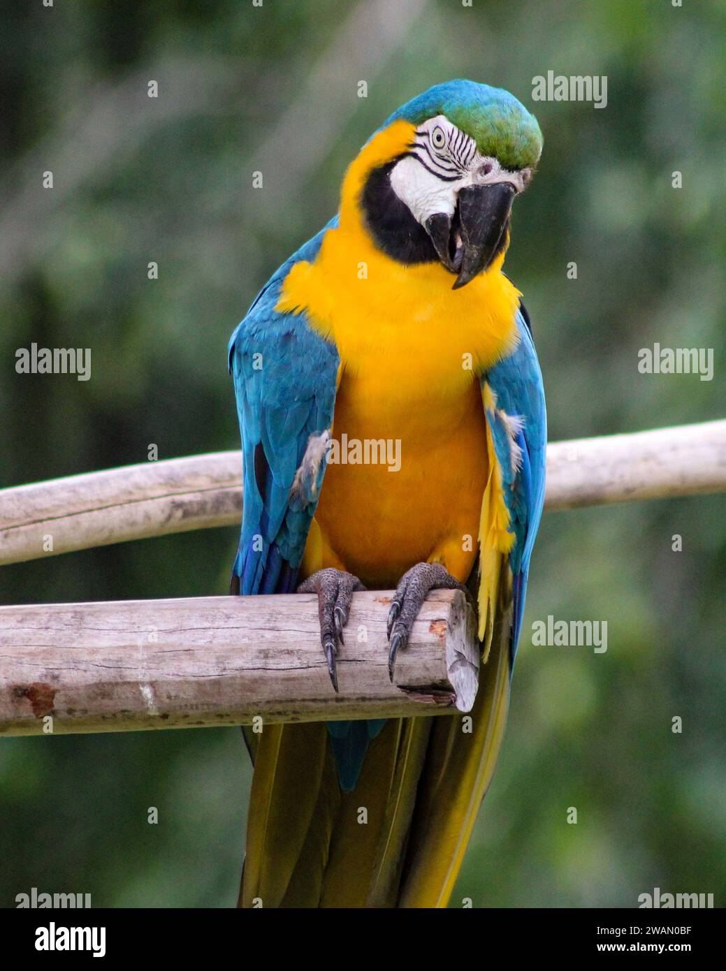 Plumagem colorida hi-res stock photography and images - Alamy