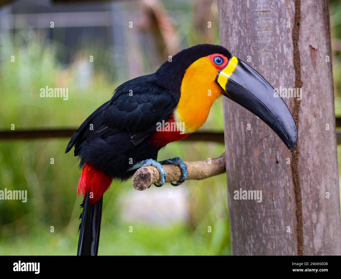 Toucan, a Brazilian bird, of the Ramphastidae family, lives in the ...