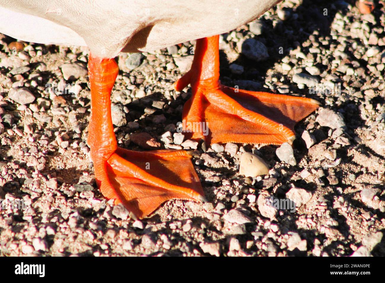 A close up of duck feet, webbed feet in the sand Stock Photo - Alamy