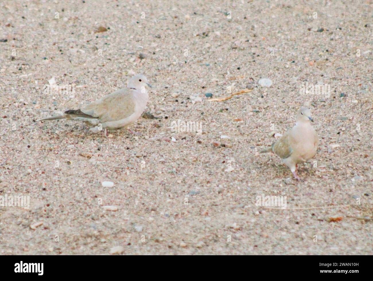 Sandy habitat doves hi-res stock photography and images - Alamy Sandy habitat doves hi-res stock photography and images - Alamy