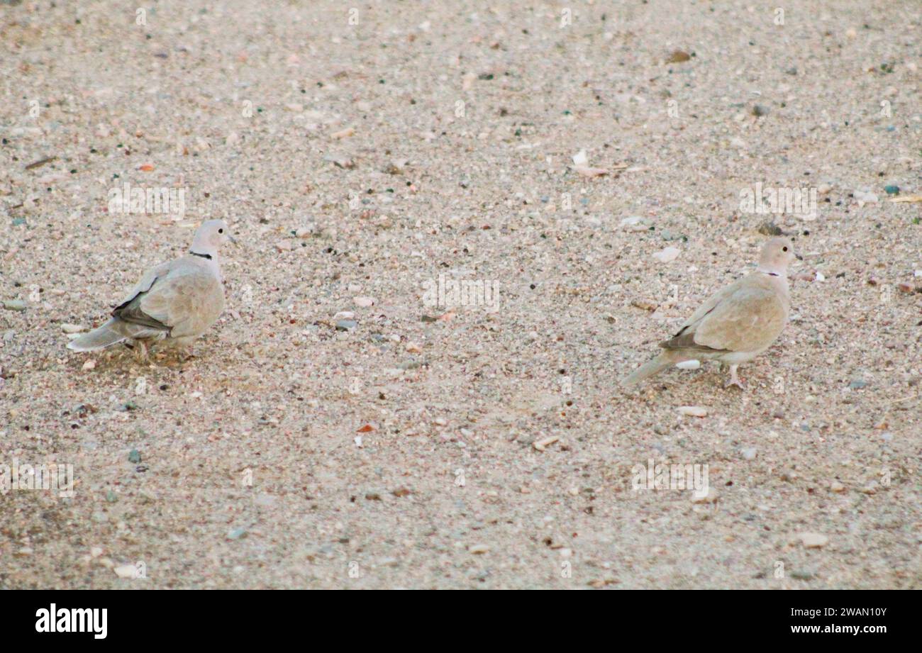 Doves in the sand at the Colorado River, Arizona Stock Photo - Alamy