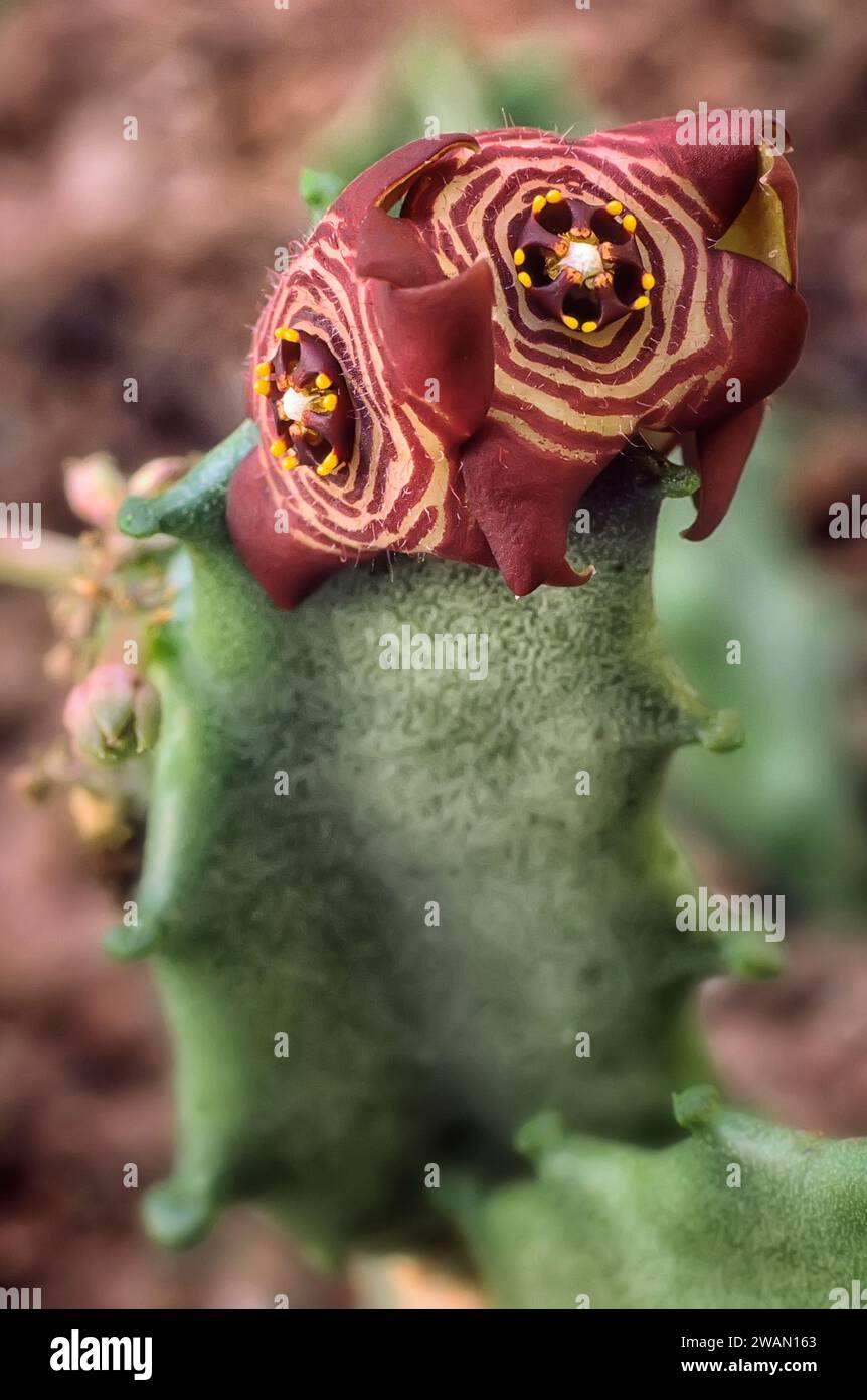 Caralluma hi-res stock photography and images - Alamy