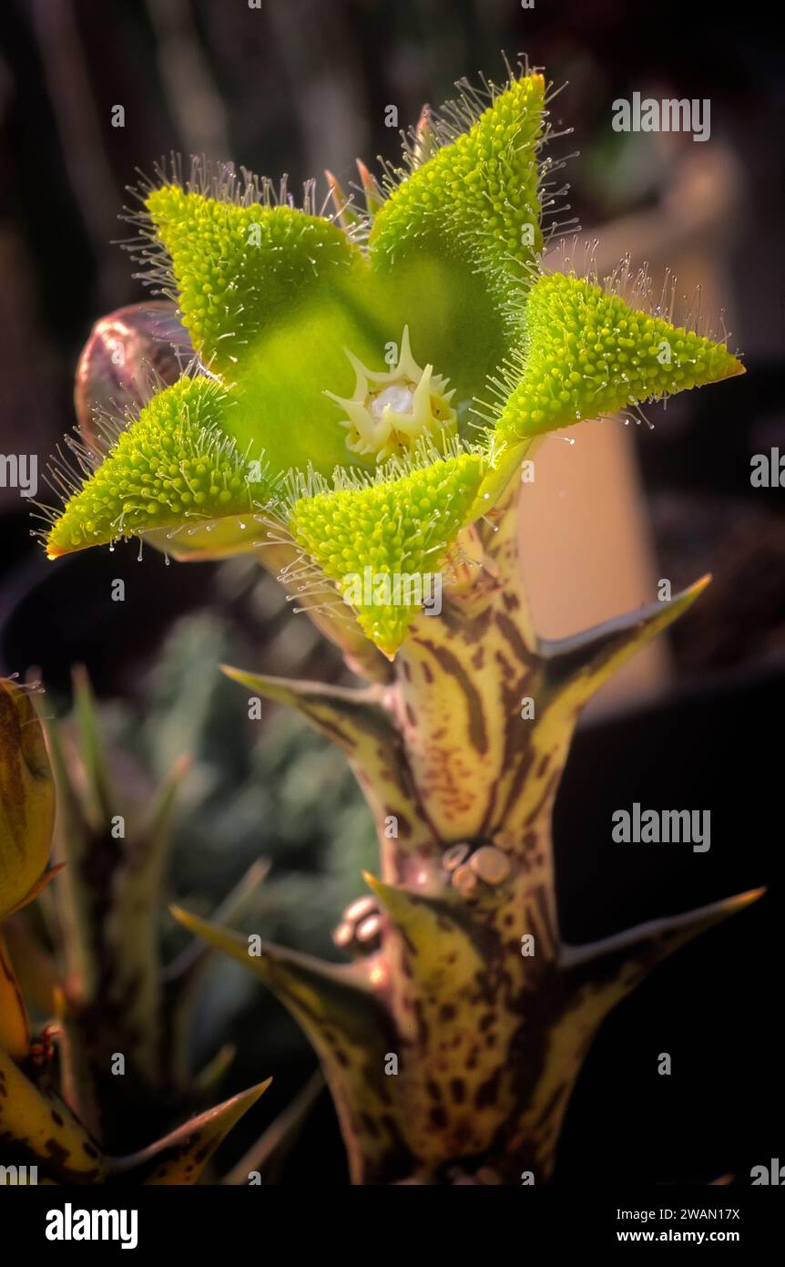 Caralluma circes hi-res stock photography and images - Alamy