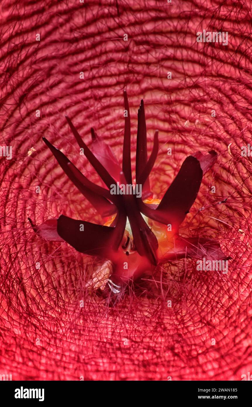 Carrion plant hi-res stock photography and images - Alamy