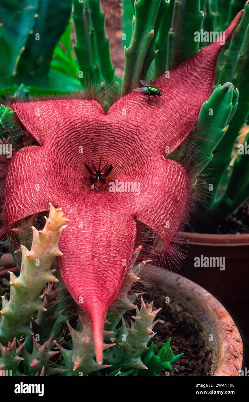 Carrion plant (Stapelia grandiflora), Apocynaceae. Ornamental succulent ...