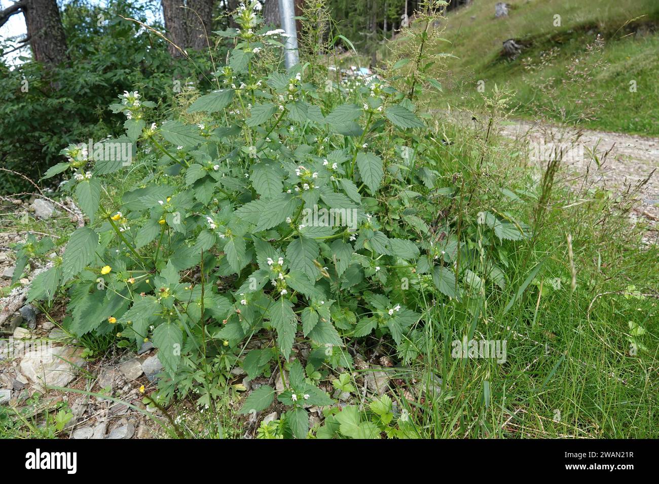 Closeup on a square stemmed, white flowering Common Hemp-nettle ...