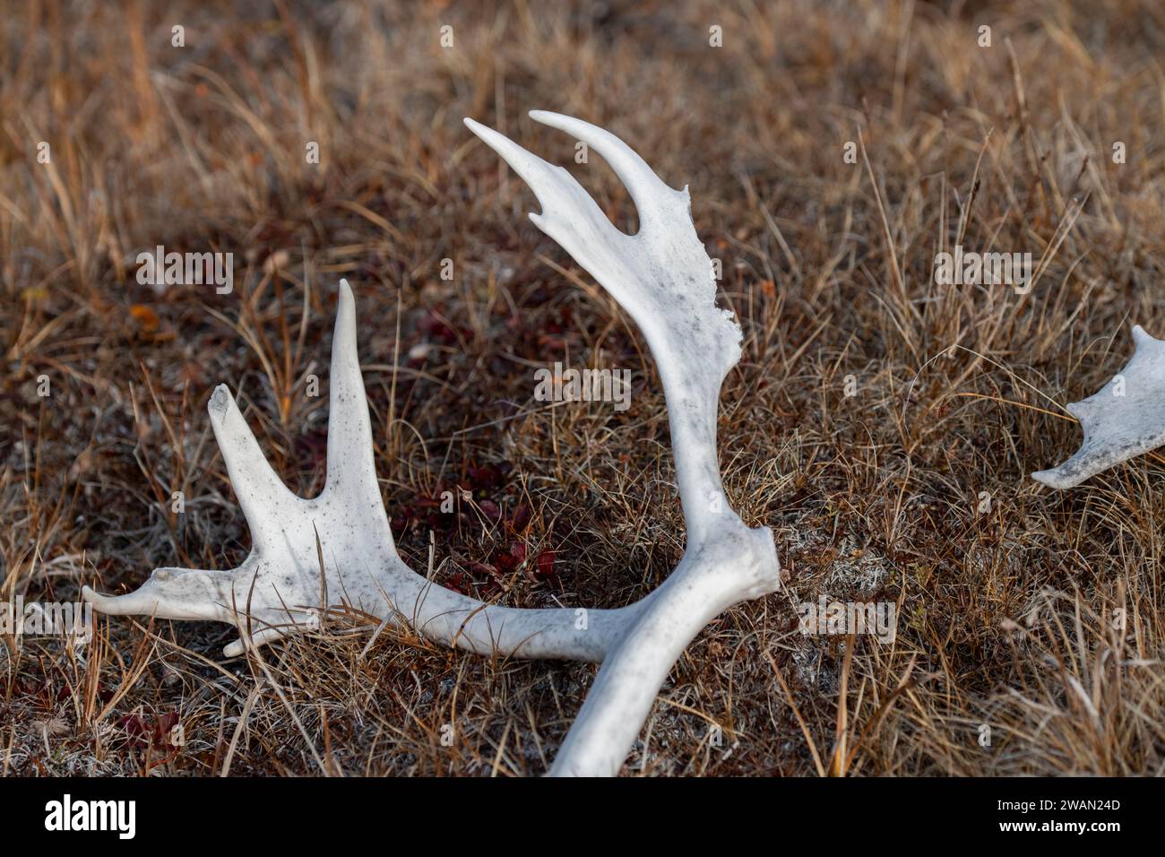 Canada, Nunavut, Edinburgh Island. Caribou antlers in grassy landscape ...