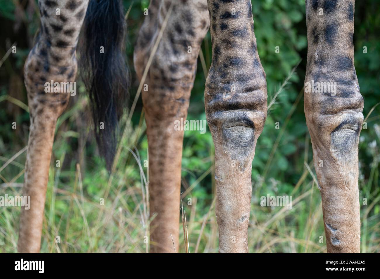 Zambia, South Luangwa. Endemic and endangered Thornicroft's giraffe ...