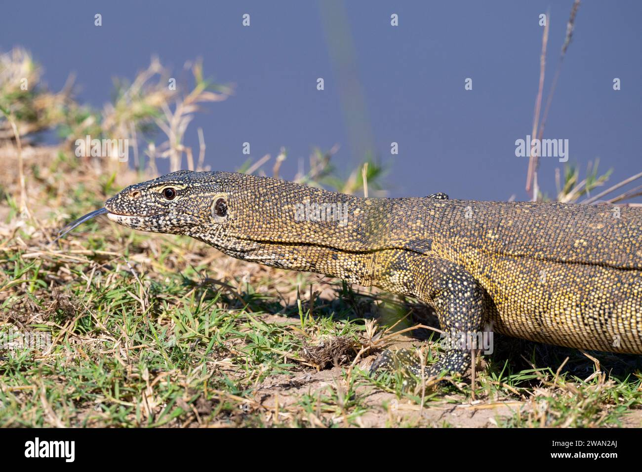Nile monitor varanus niloticus lizard hi-res stock photography and ...